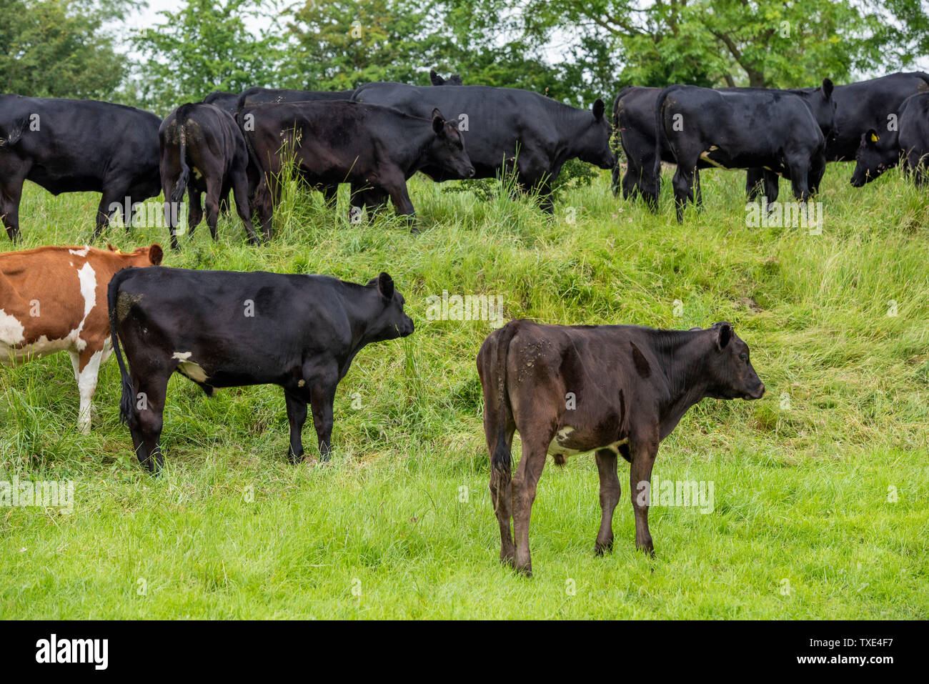 Leicestershire countryside farm hi-res stock photography and images - Alamy