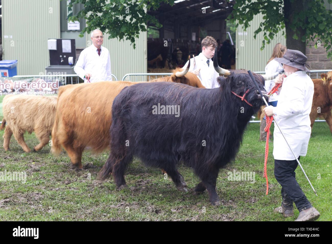 Highland cattle in a wet and muddy show ring Stock Photo - Alamy