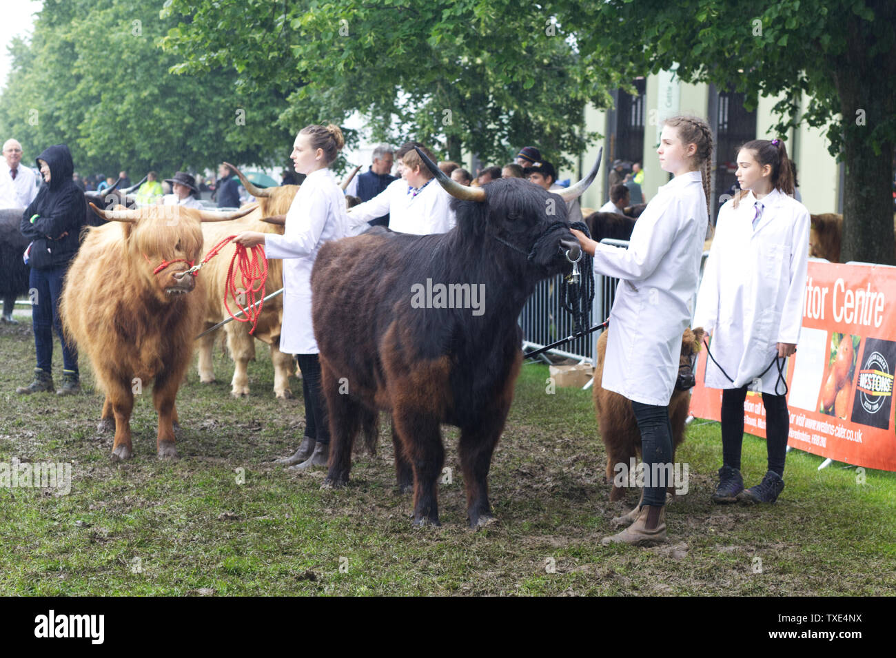 Wet highland cattle bulls cows hi-res stock photography and images - Alamy