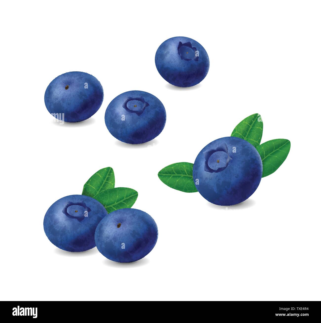Blueberry isolated on white background. Realistic illustration Stock ...