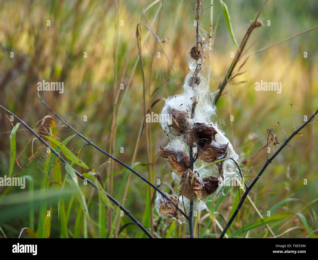 Dry brown Dead plant, maybe a Narrow leafed Cotton Bush weed, covered ...