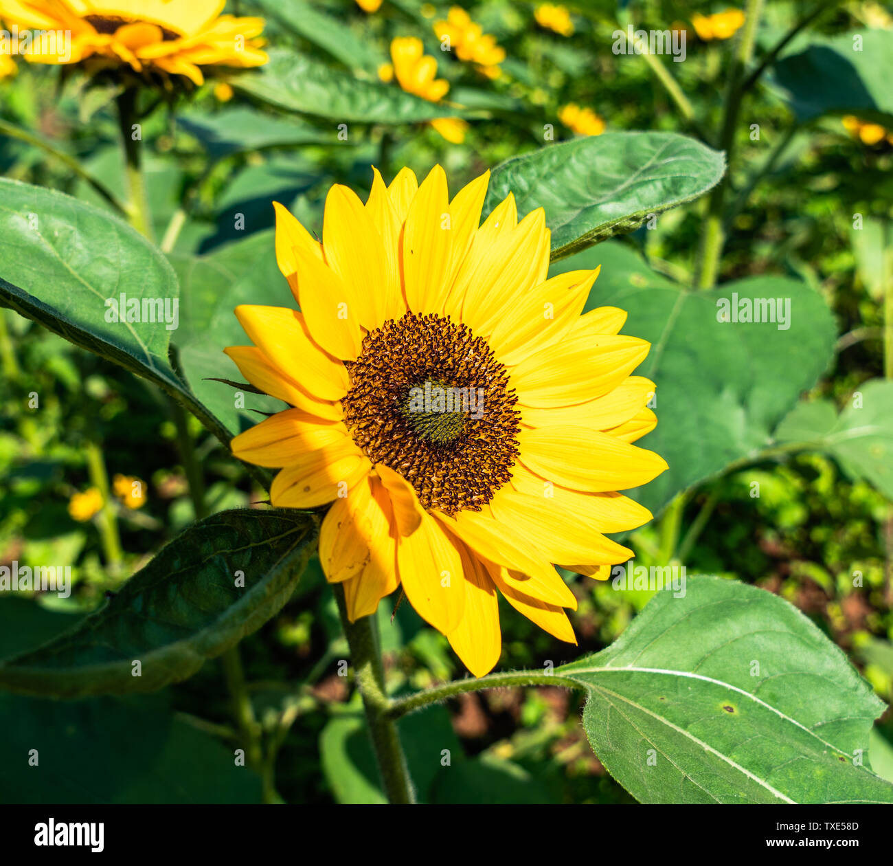 Chengdu botanical garden hi-res stock photography and images - Alamy