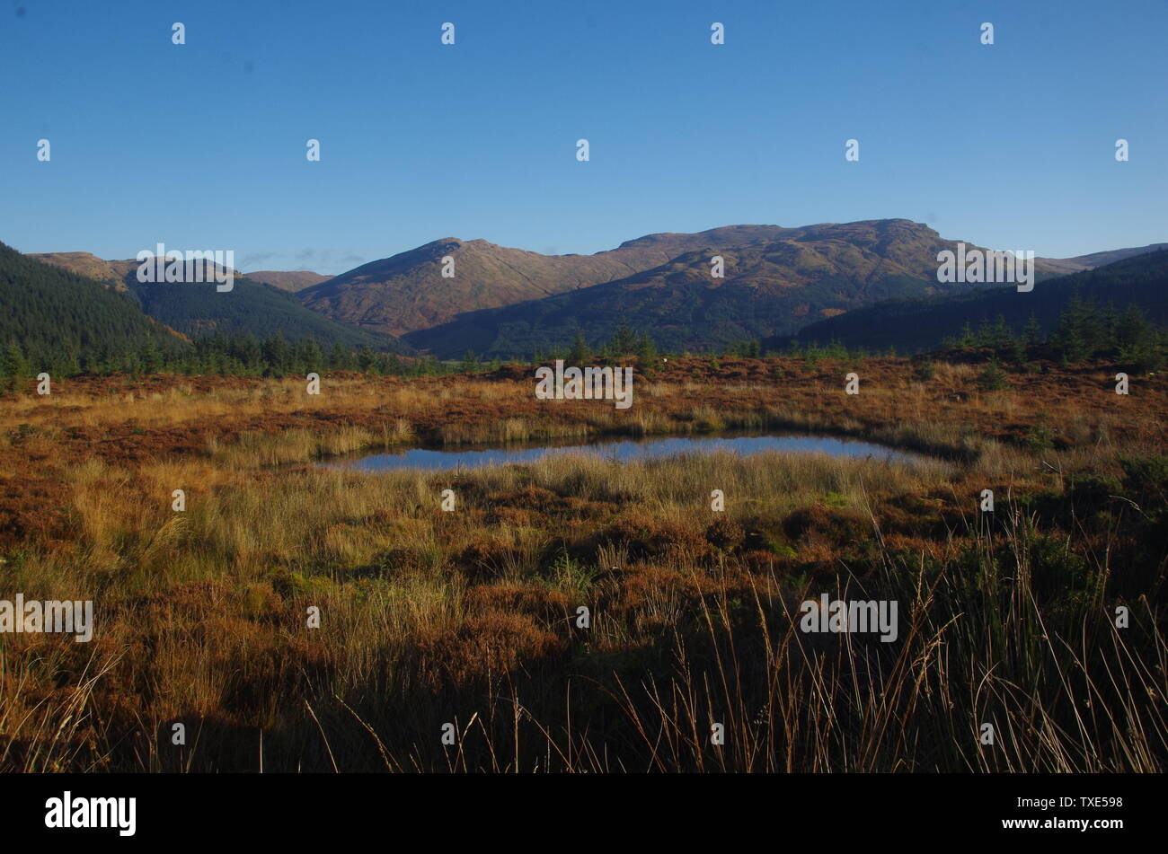 The Loch Lomond and Cowal Way. Cowal peninsula. Highlands. Scotland. UK ...
