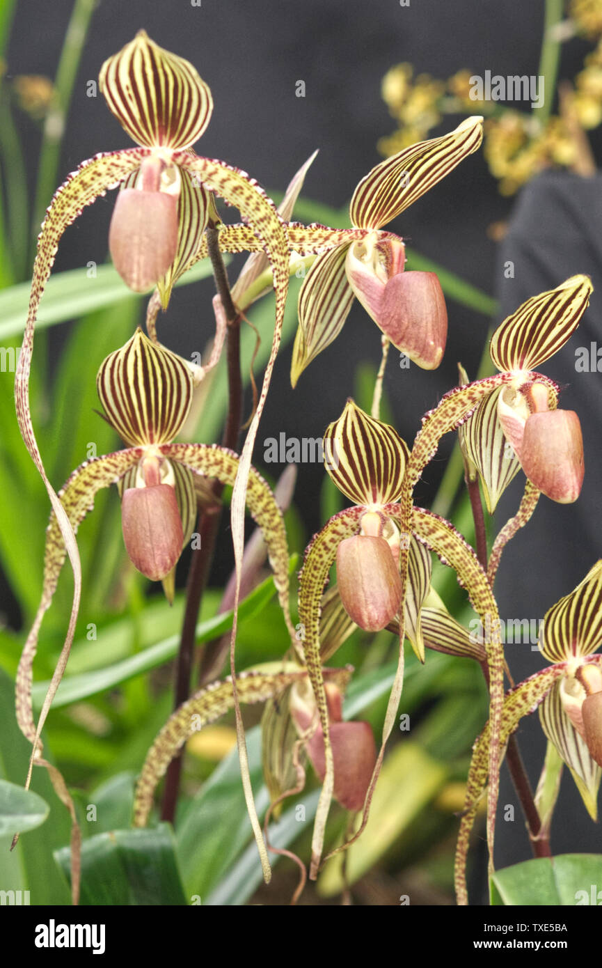 paphiopedilum rothschildianum, Krull Smith Stock Photo - Alamy
