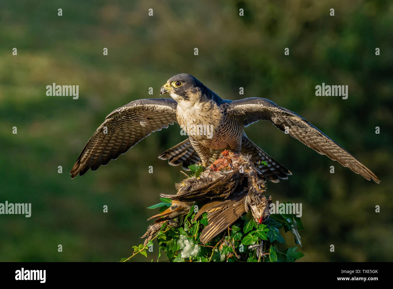 Peregrine falcon as prey hi-res stock photography and images - Alamy