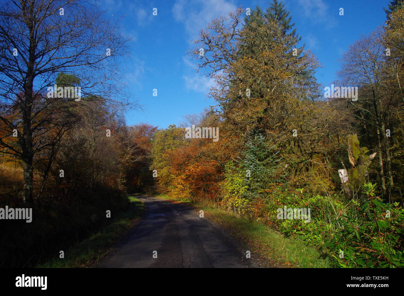 The Loch Lomond and Cowal Way. Cowal peninsula. Highlands. Scotland. UK ...
