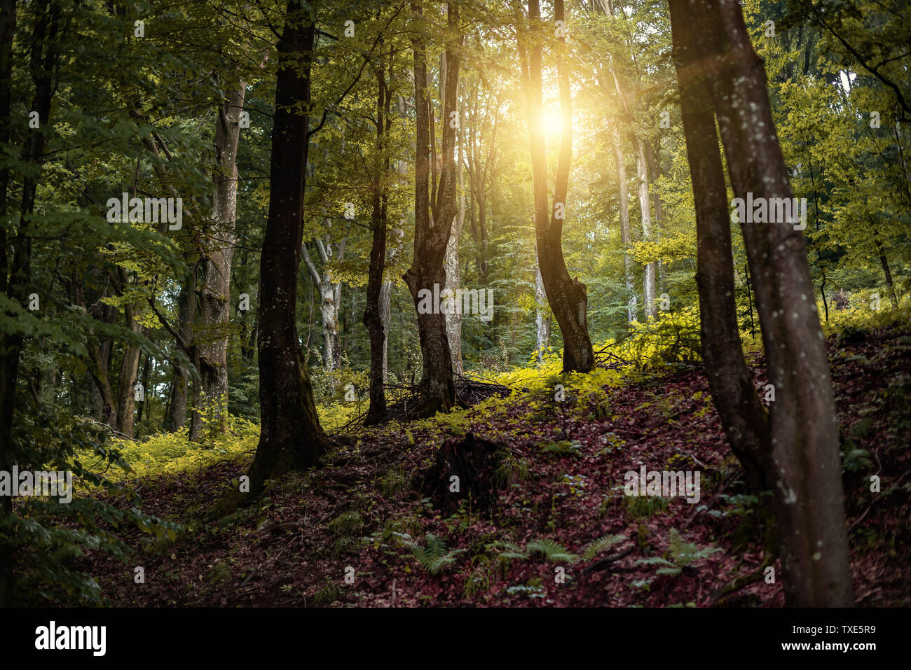 Beautiful forest in the rays of the sun Stock Photo - Alamy