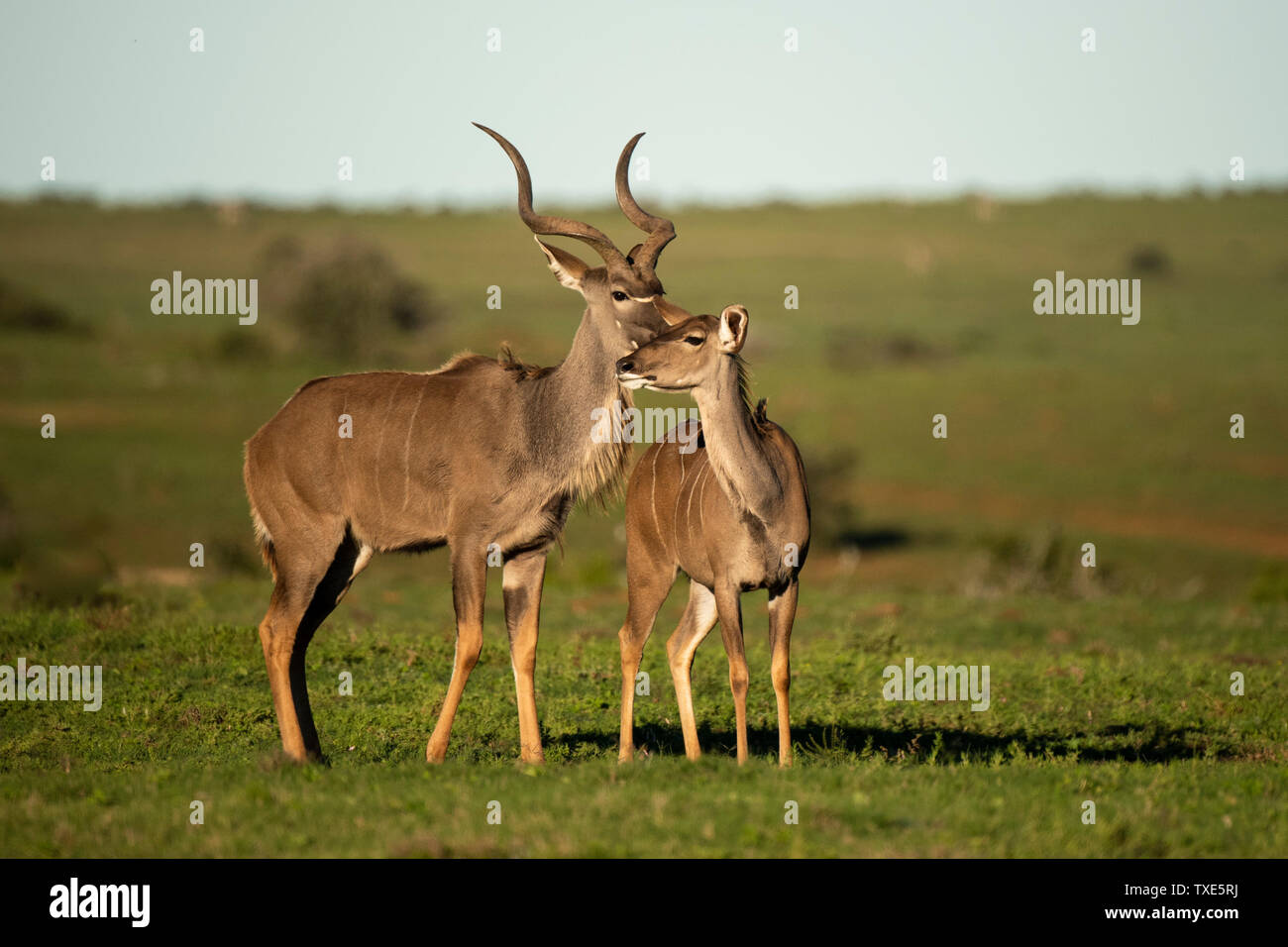 Greater addo national park hi-res stock photography and images - Alamy