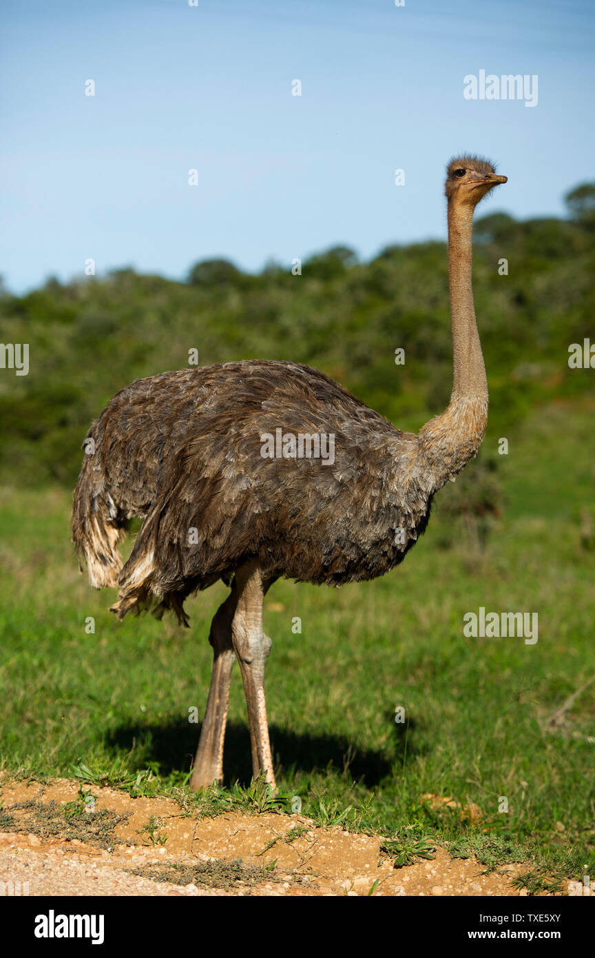 Female common ostrich, Struthio camelus, Addo Elephant National Park ...