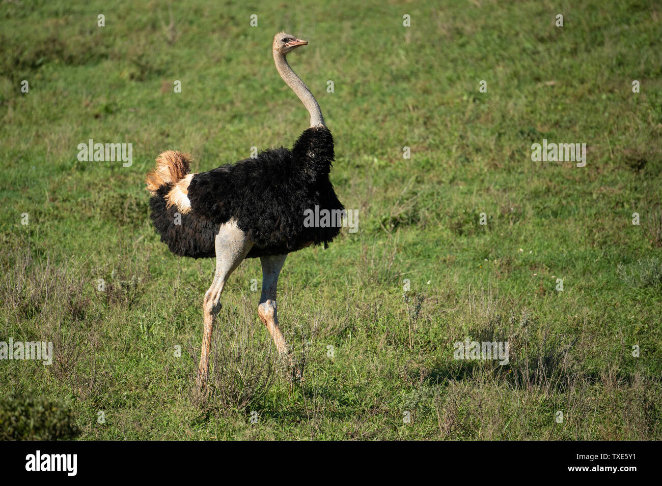 Male common ostrich, Struthio camelus, Addo Elephant National Park ...