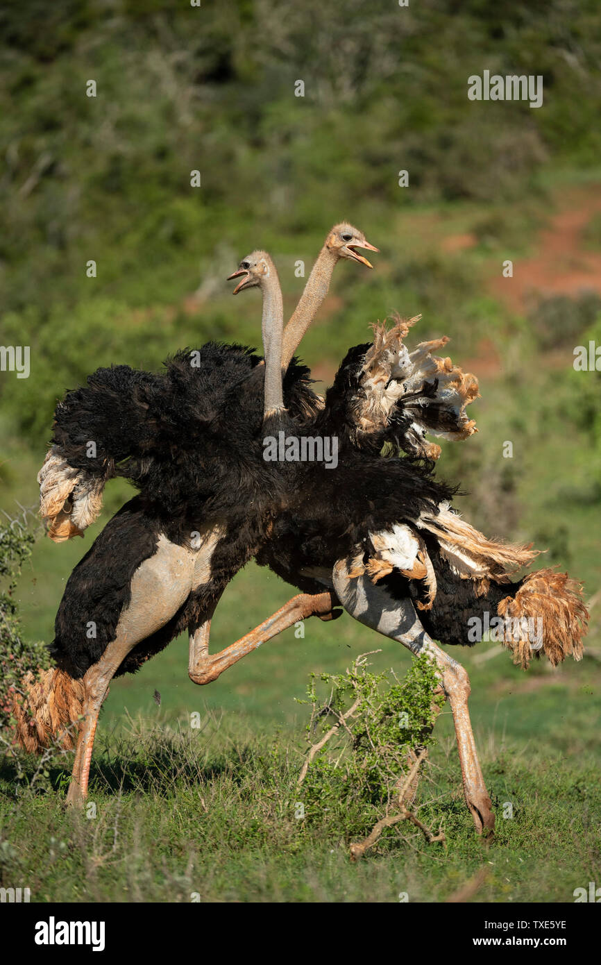 Baby Ostriches Attacks