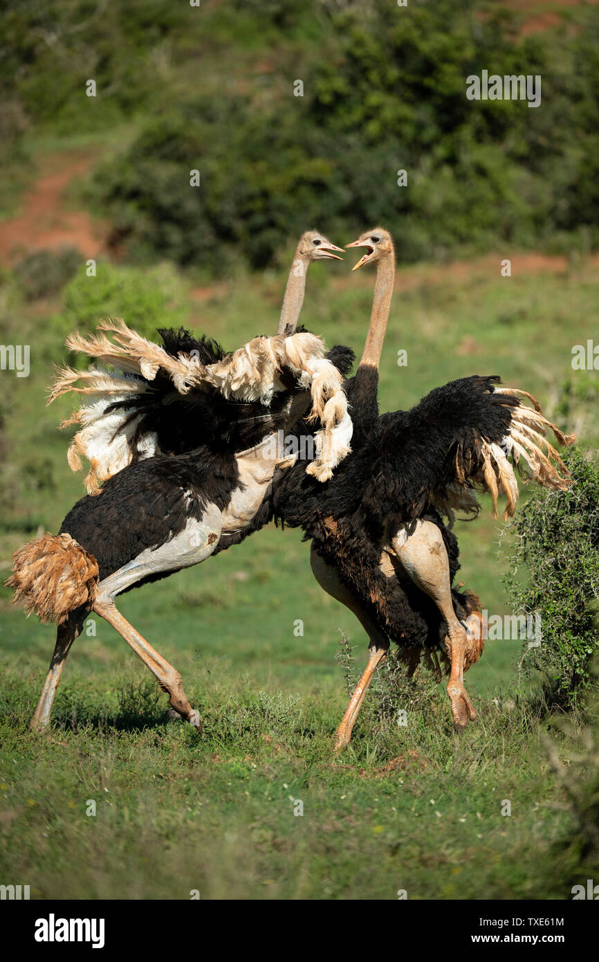 Common ostriches fighting, Struthio camelus, Addo Elephant National ...