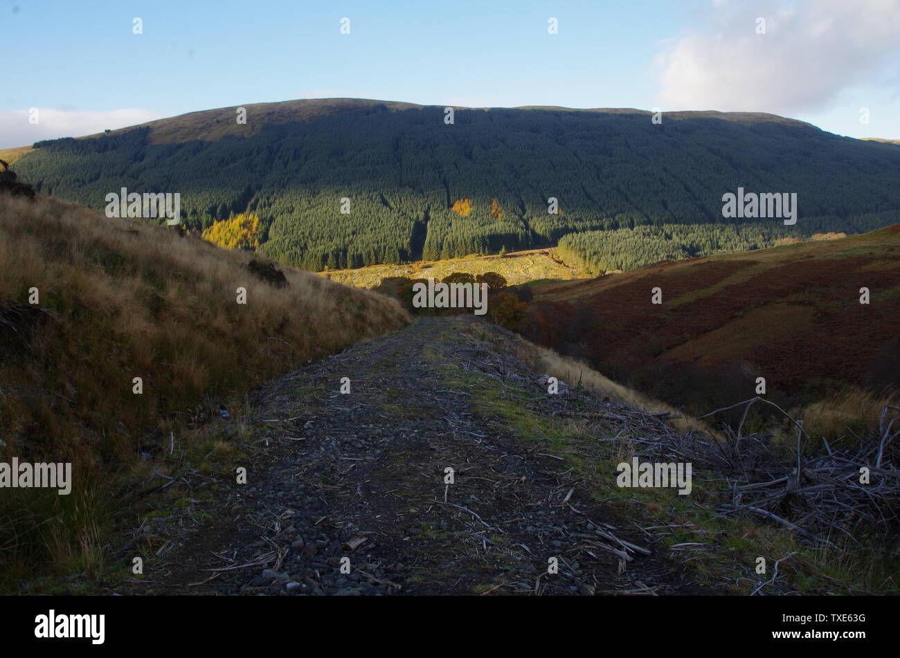 The Loch Lomond and Cowal Way. Cowal peninsula. Highlands. Scotland. UK ...