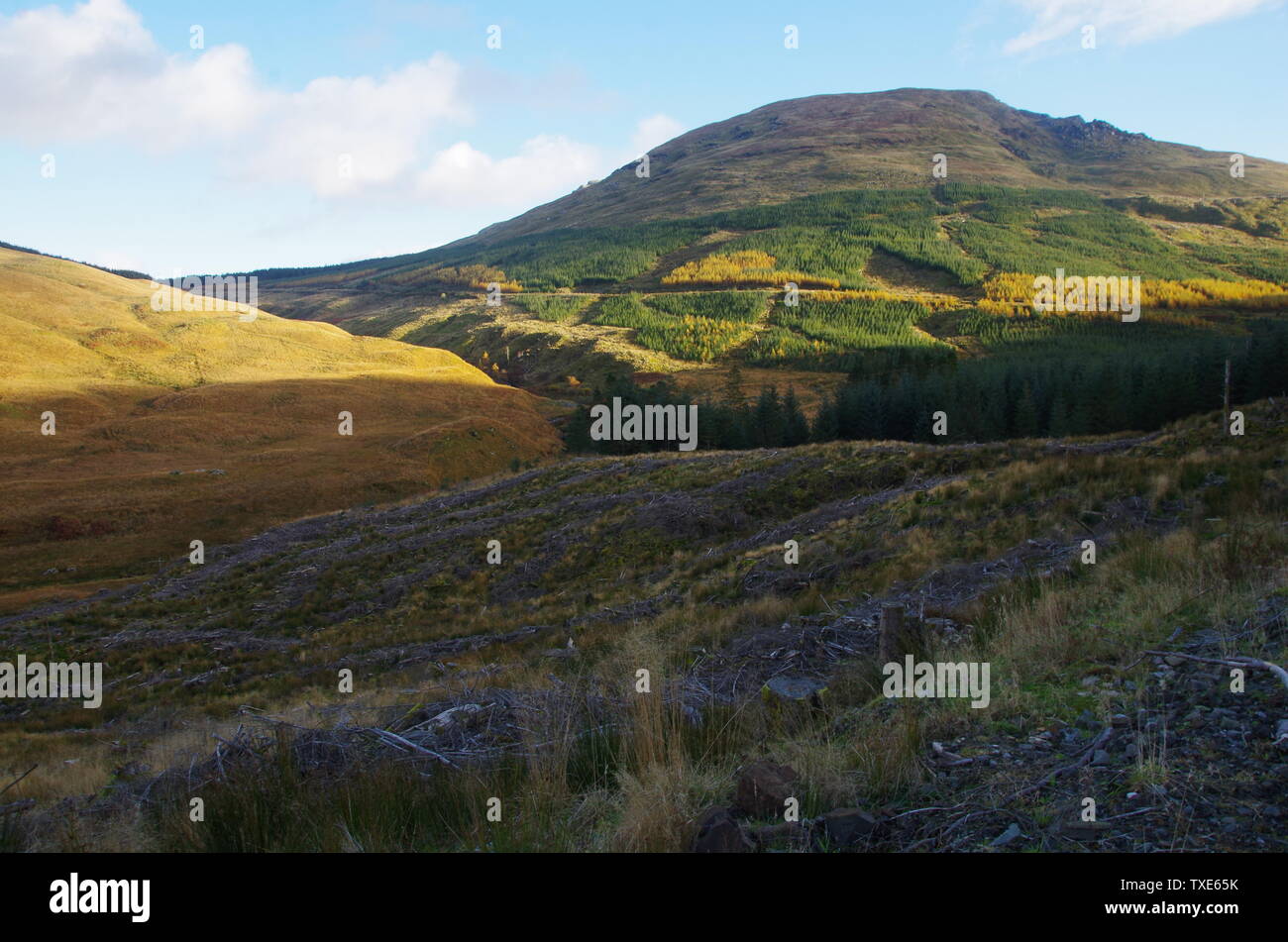 The Loch Lomond and Cowal Way. Cowal peninsula. Highlands. Scotland. UK ...