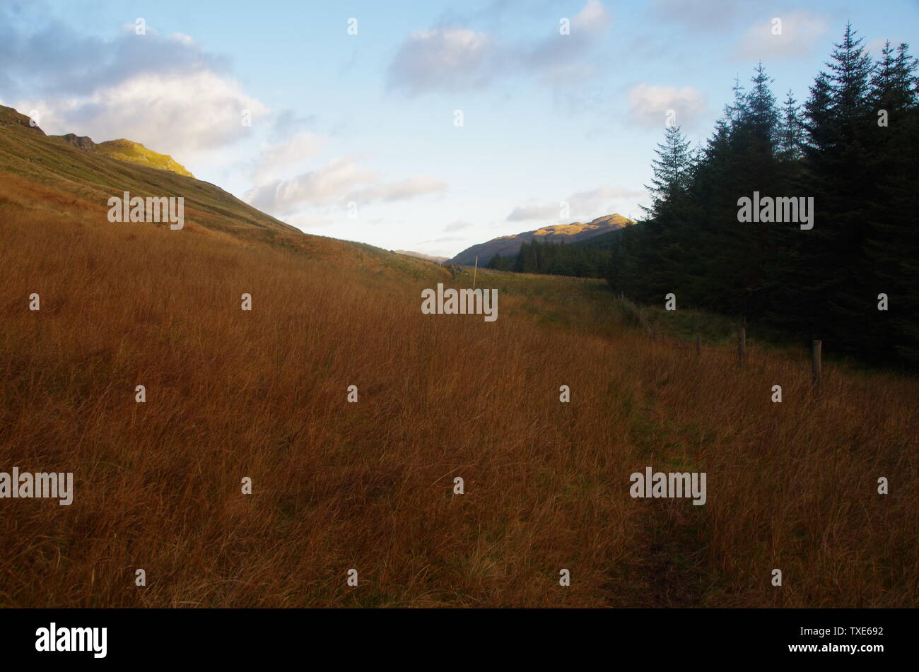 The Loch Lomond and Cowal Way. Cowal peninsula. Highlands. Scotland. UK ...