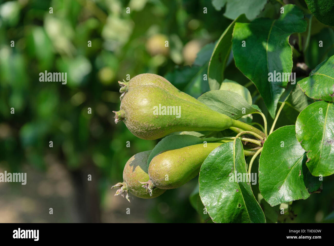 Hanging pears insects hi-res stock photography and images - Alamy
