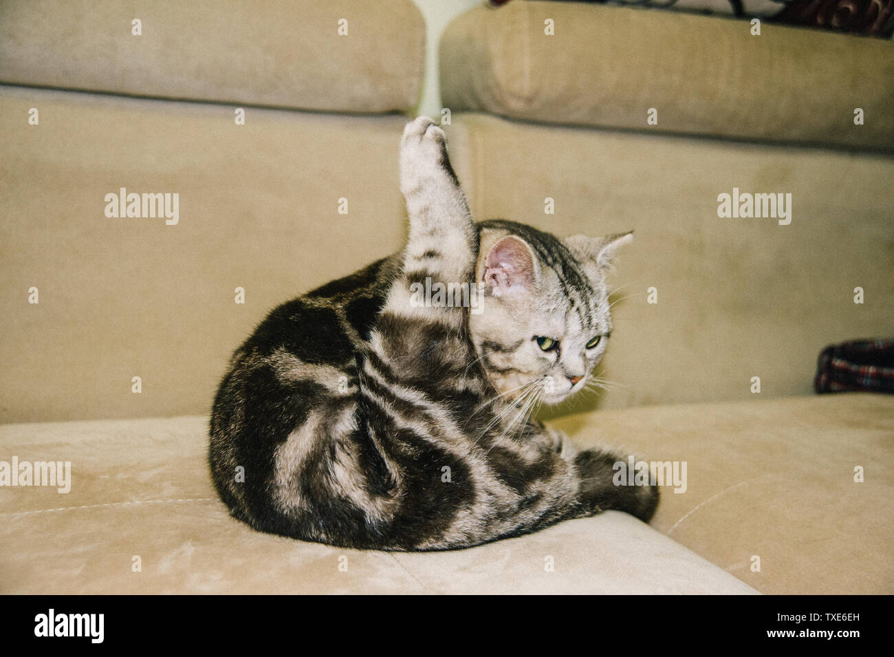 Home cute beautiful short tabby cat, soft body, yoga animal, sleeping ...