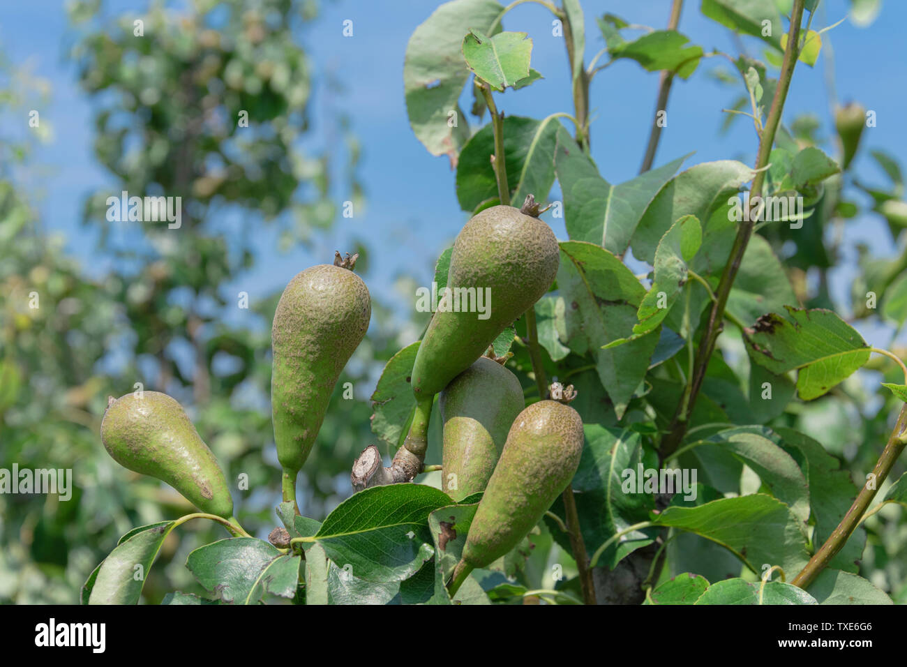 Seasonal june hi-res stock photography and images - Alamy
