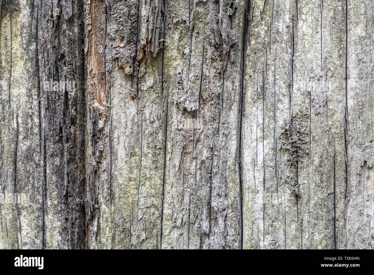 Ancient cypress bark texture Stock Photo - Alamy