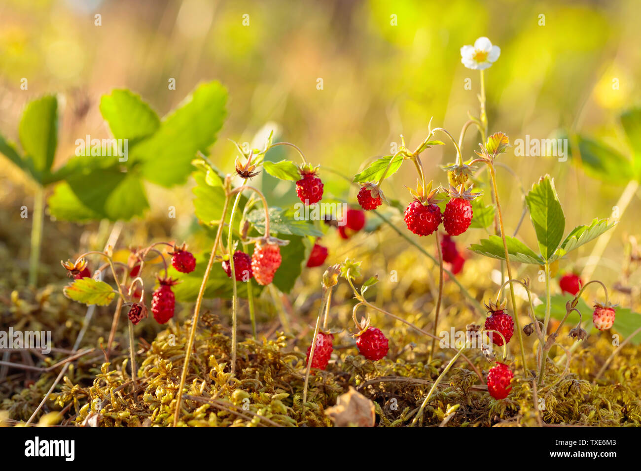 Wild strawberries hi-res stock photography and images - Alamy