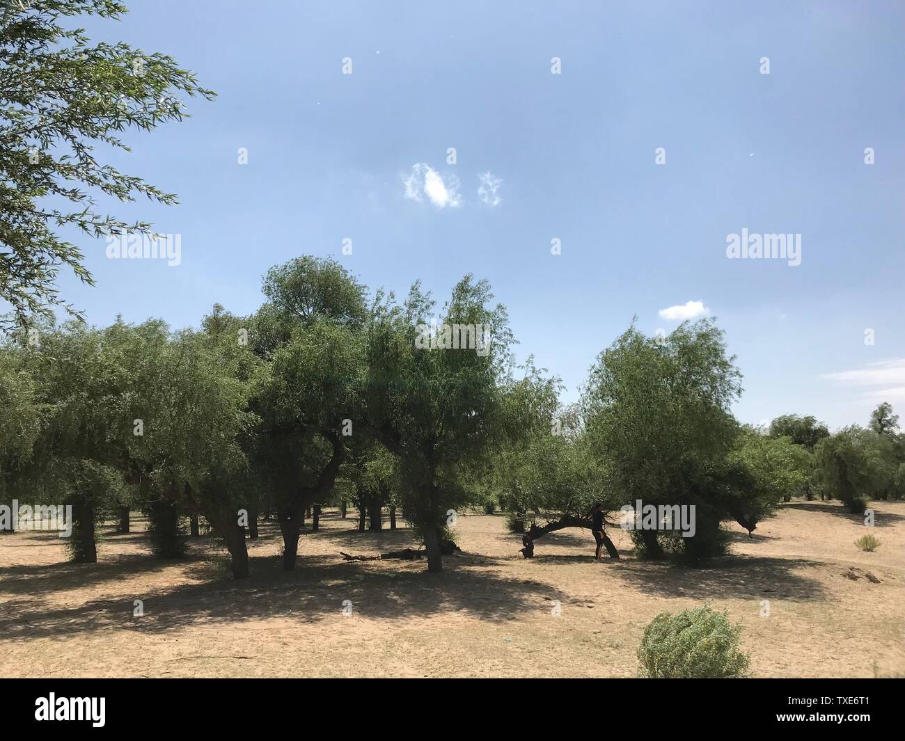 On the Gobi on the edge of the desert, there is a strange tree in ...