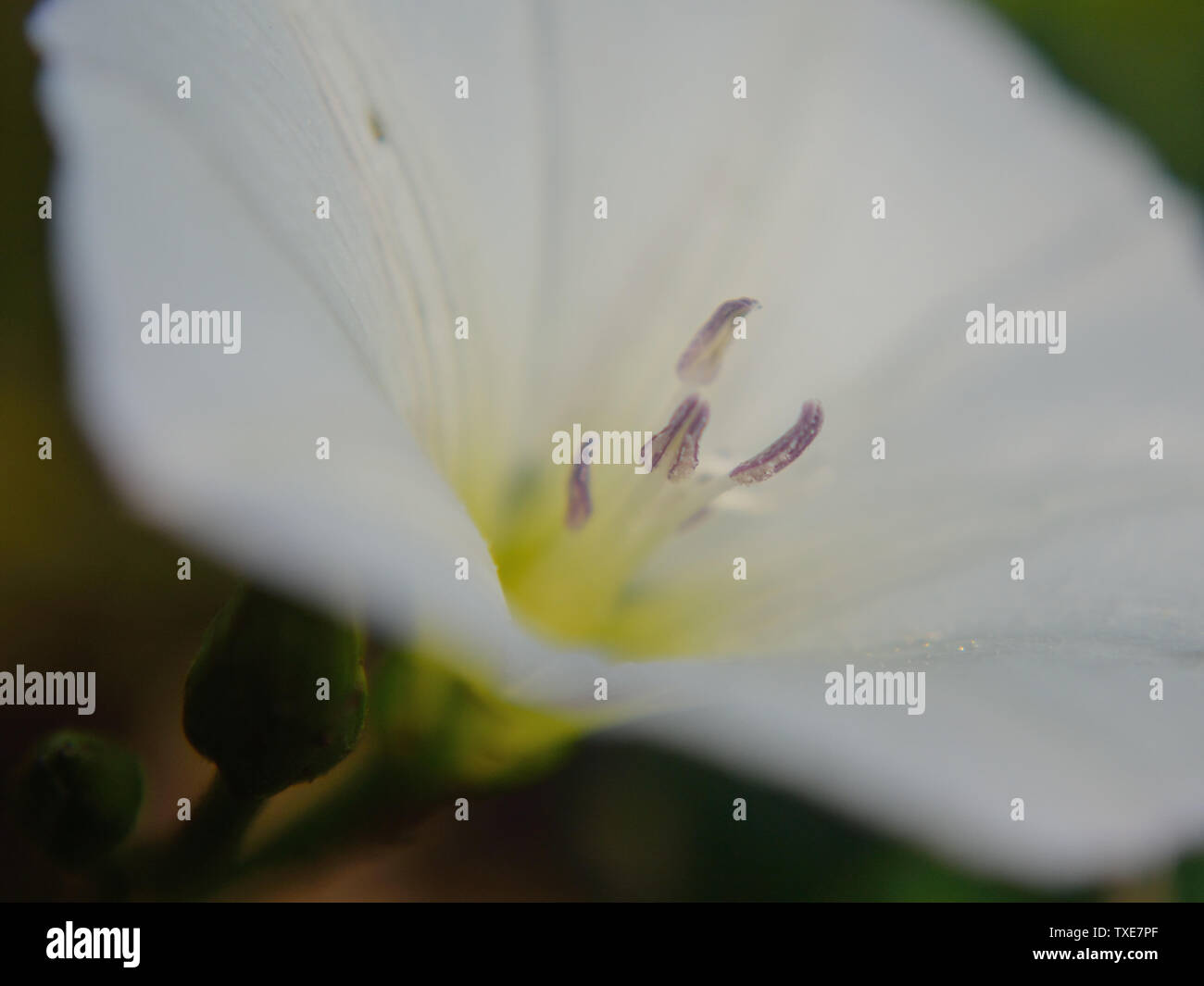 Convolvulus bindweed white flower hi-res stock photography and images ...