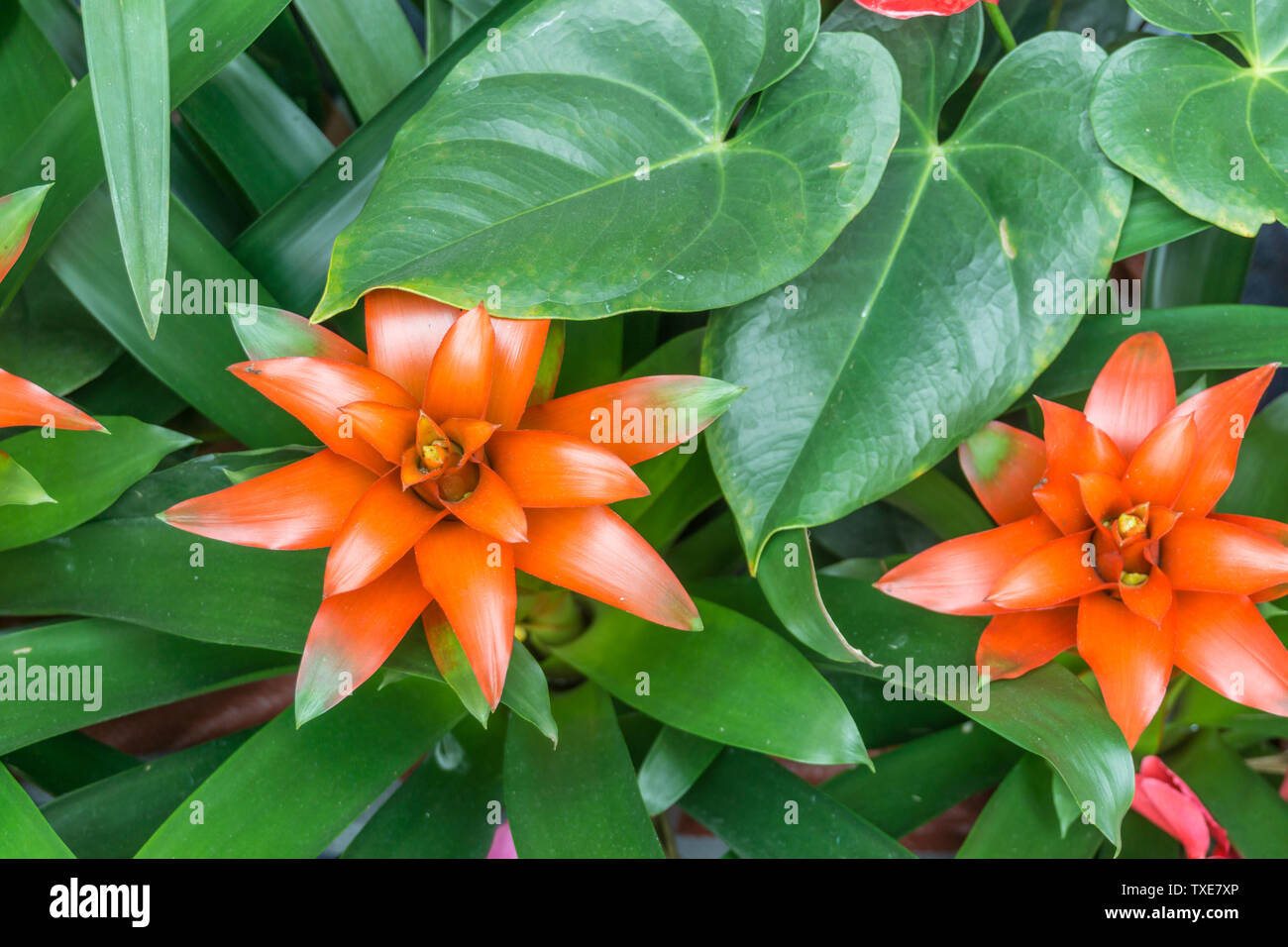 Water tower flower hi-res stock photography and images - Alamy