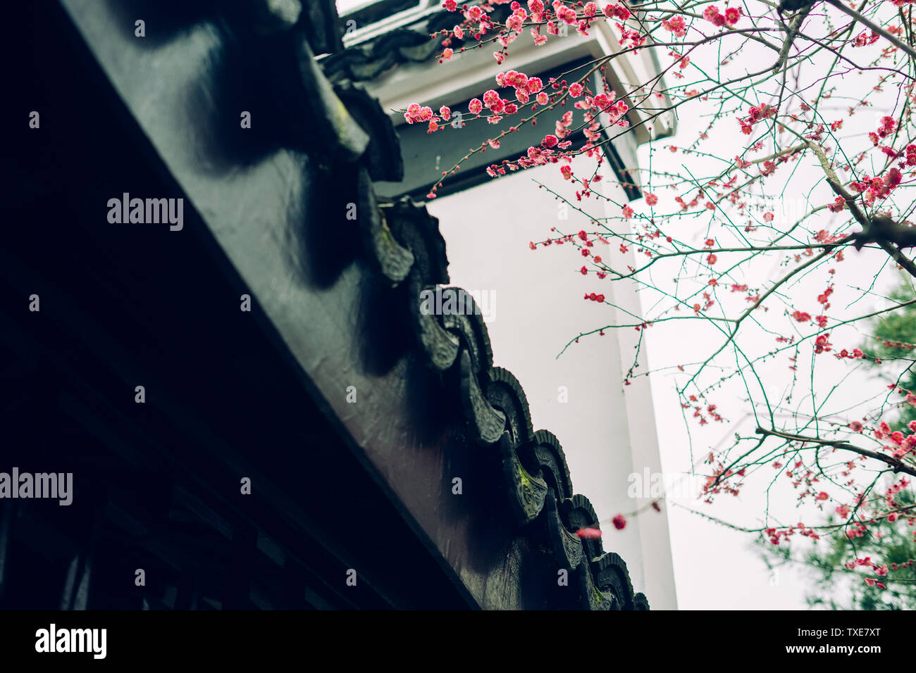 Ancient red plum blossoms Stock Photo - Alamy