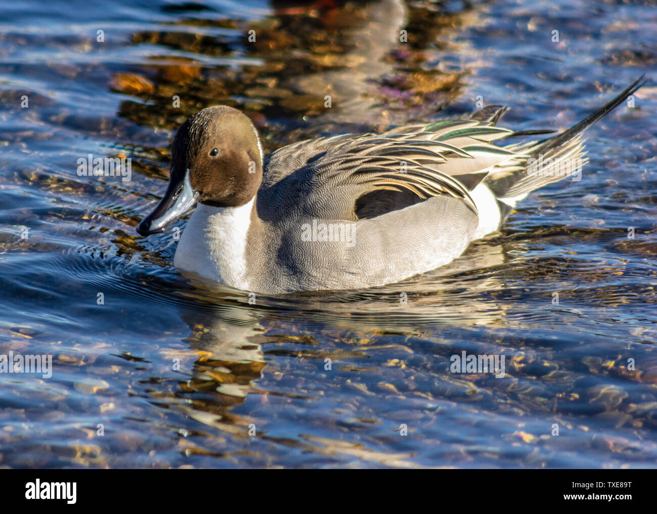 Northern pintail male duck, swimming in Burnaby Lake,Beautiful bird ...