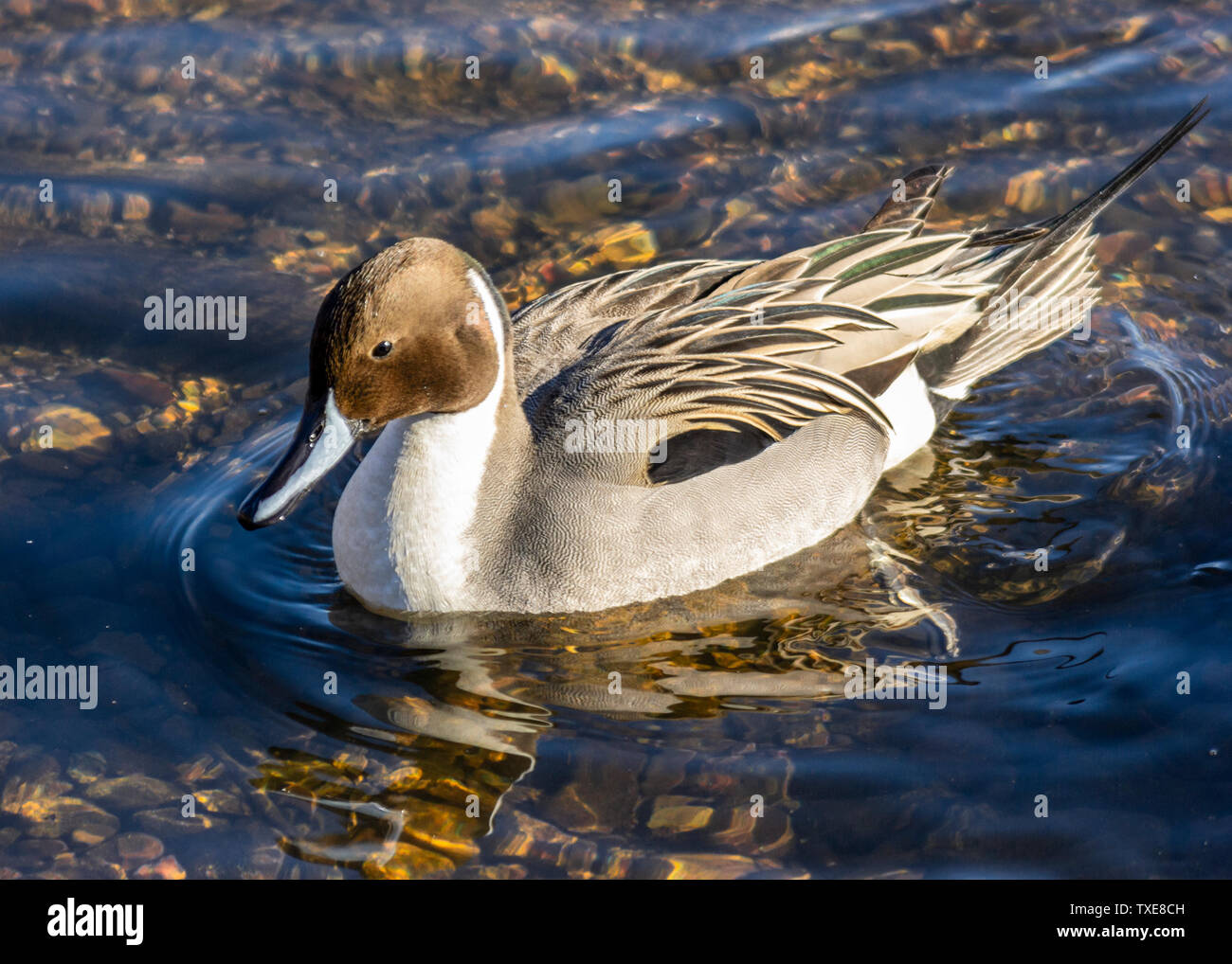 Northern pintail male duck, swimming in Burnaby Lake,Beautiful bird ...