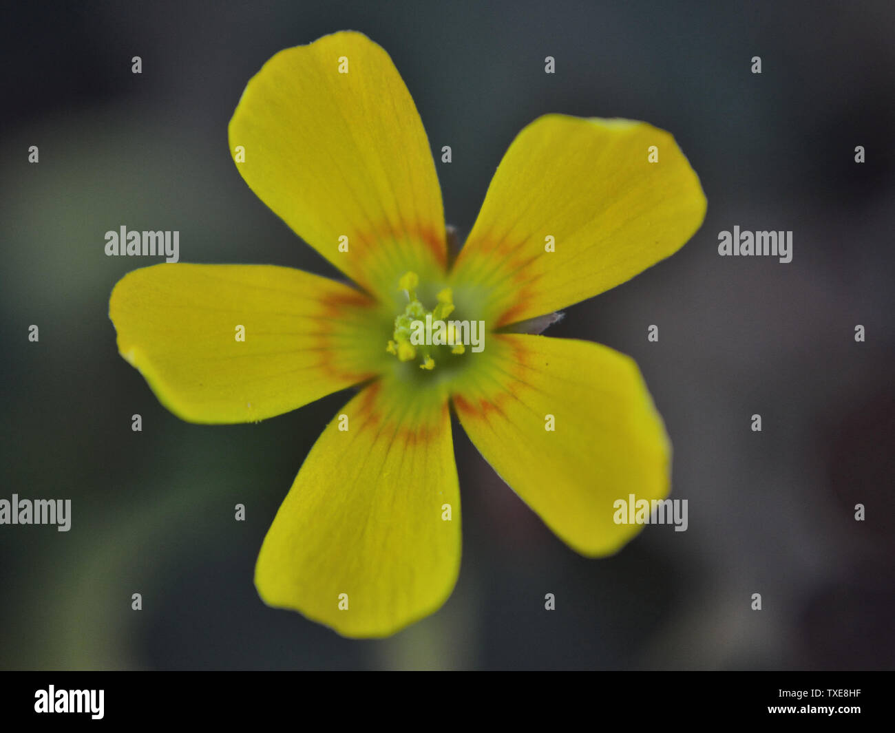 Procumbent yellow sorrel flower, macro Stock Photo - Alamy