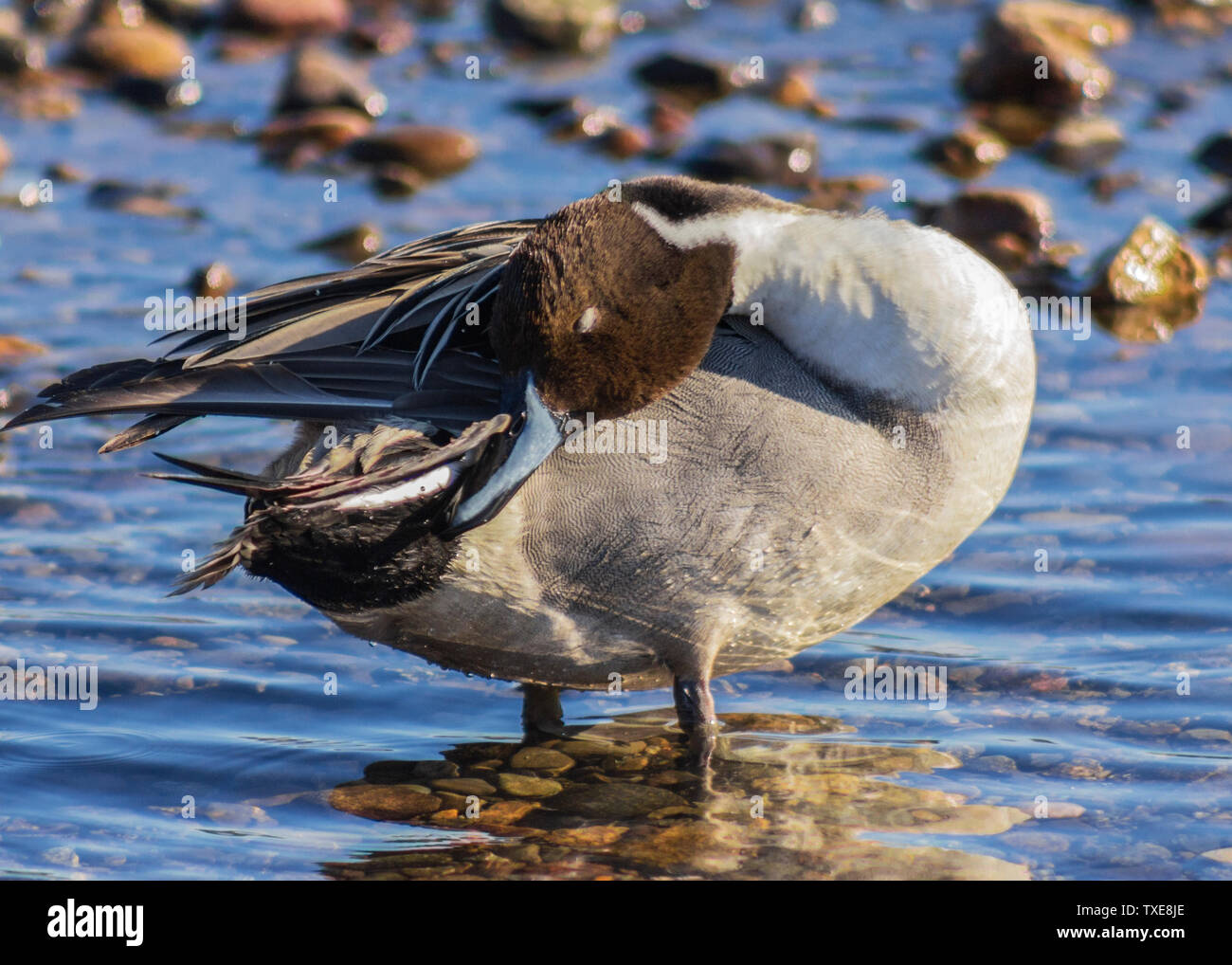 Northern pintail male duck, cleaning it's feathers. Beautiful bird with ...