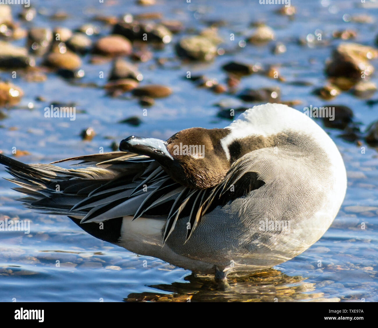 Northern pintail male duck, cleaning it's feathers. Beautiful bird with ...