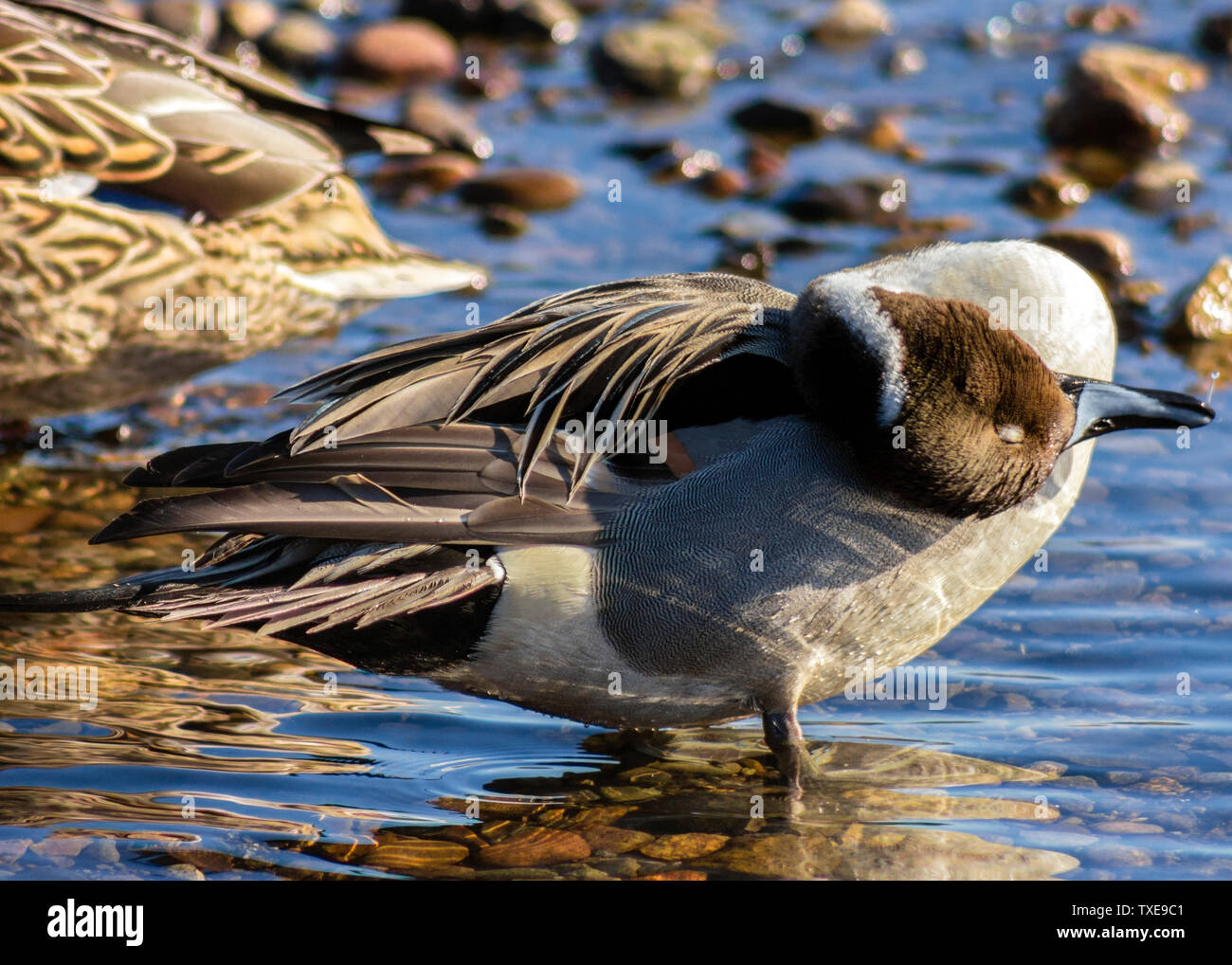 Northern pintail male duck, cleaning it's feathers. Beautiful bird with ...