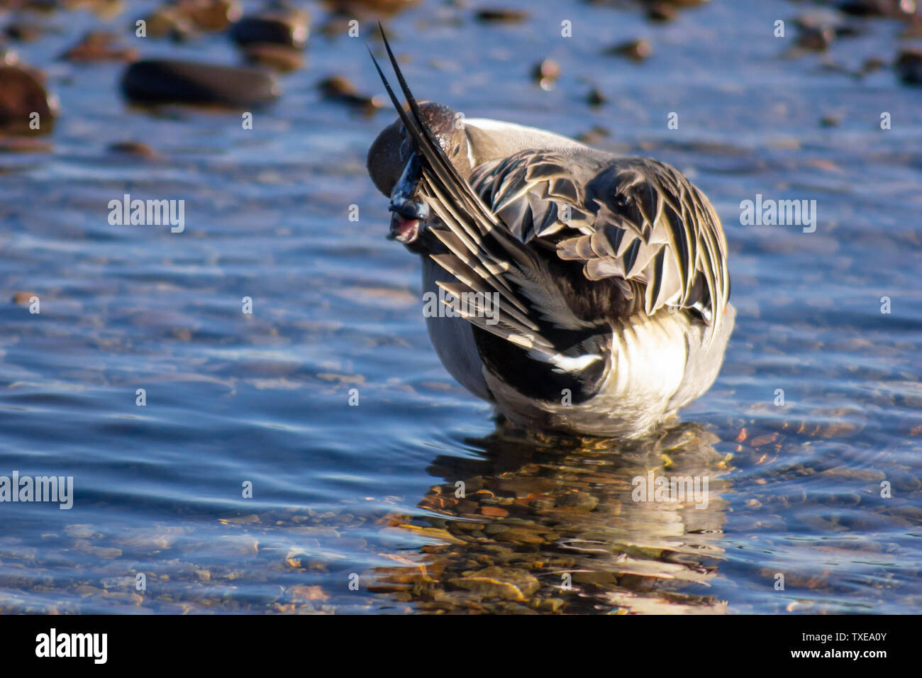 Northern pintail male duck, cleaning it's feathers. Beautiful bird with ...