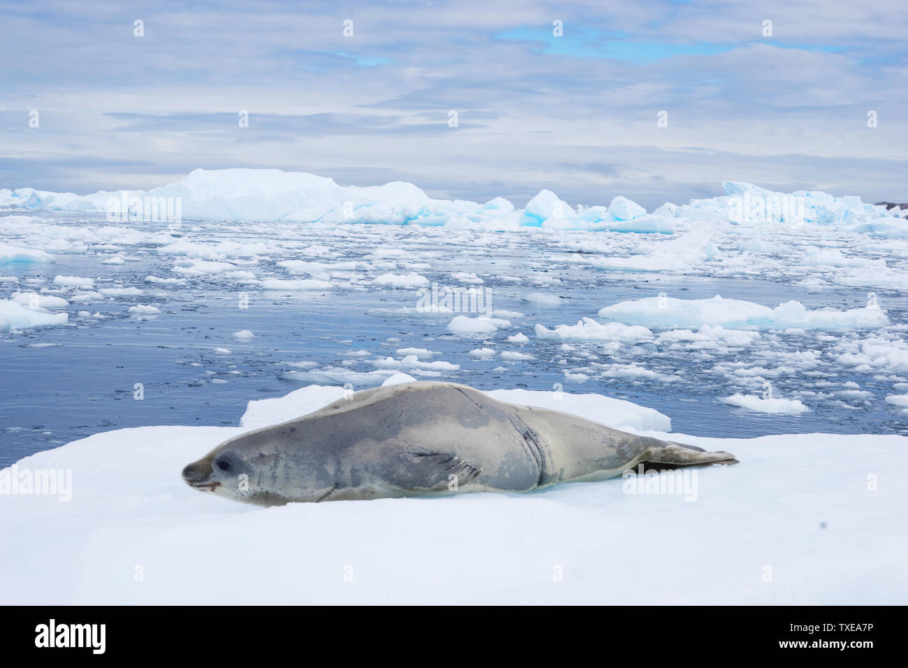 icy beach with animals in antarctic Stock Photo - Alamy