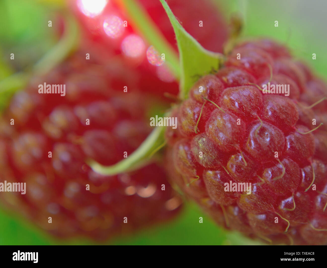 European raspberry close up, Rubus idaeus Stock Photo - Alamy