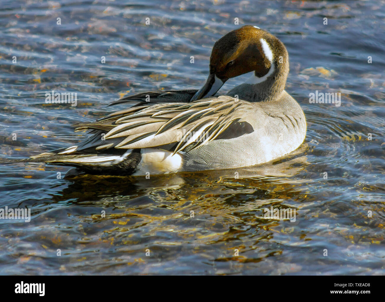 Northern pintail male duck, cleaning it's feathers. Beautiful bird with ...