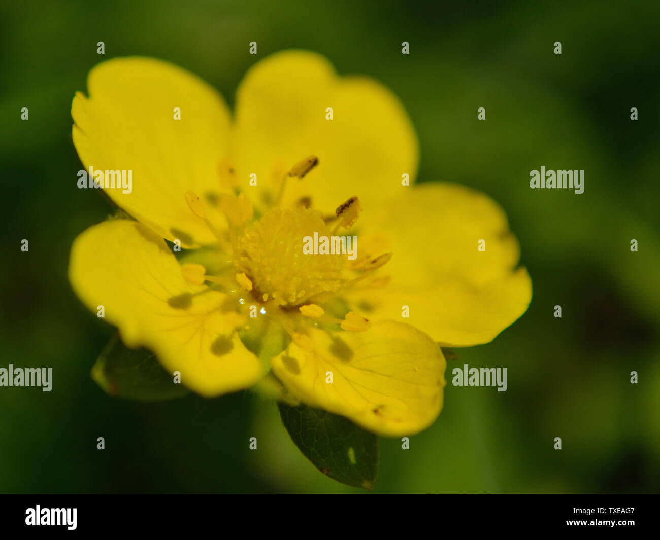 Close up of Creeping buttercup flower, ranunculus repens Stock Photo ...