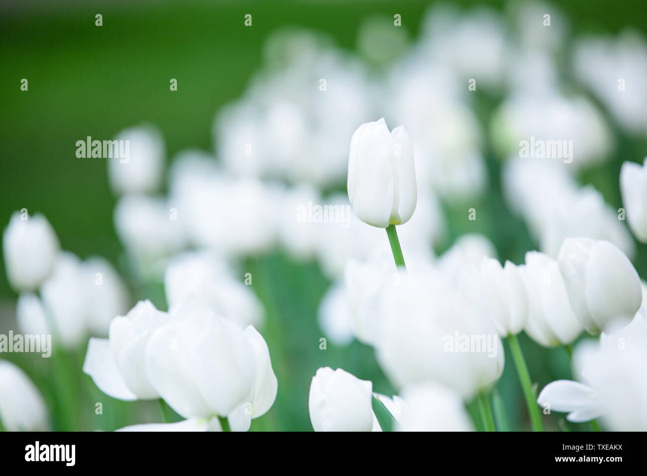 Spring white tulips Stock Photo - Alamy
