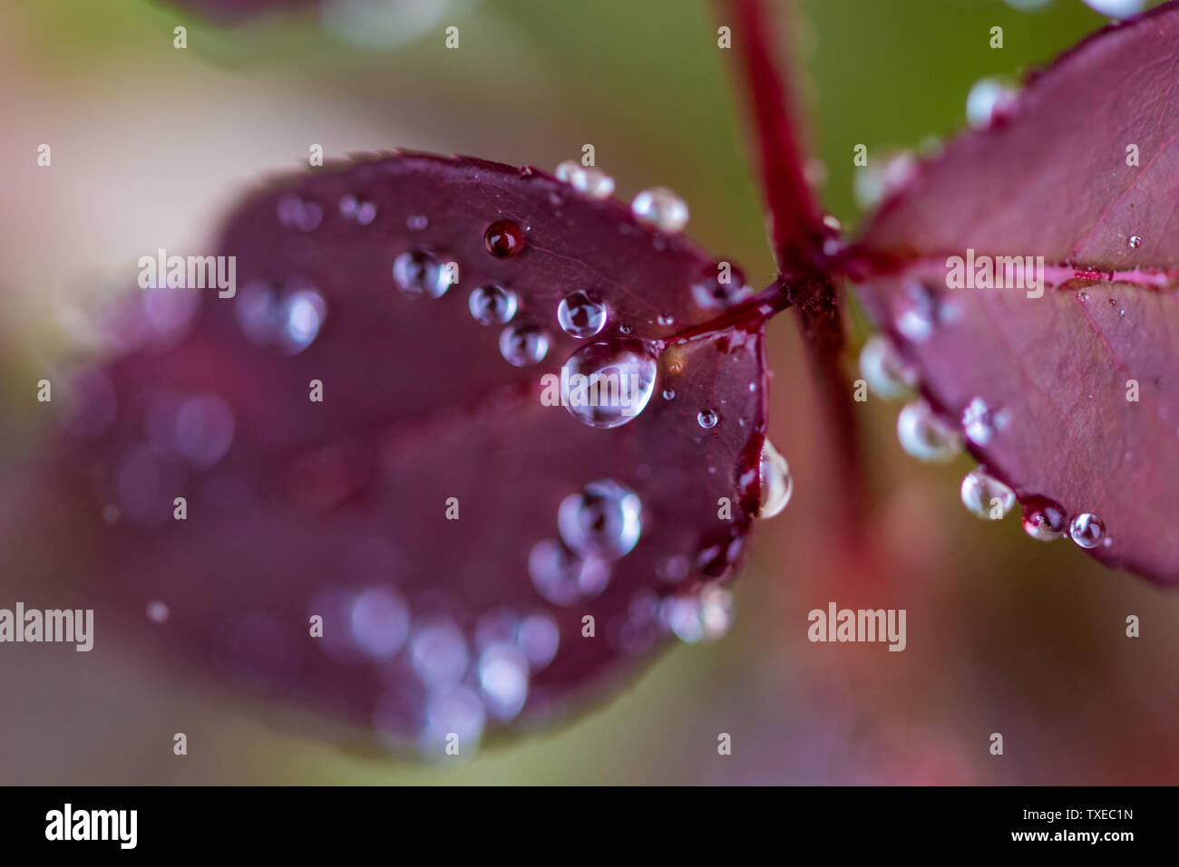 Skin dew hi-res stock photography and images - Alamy