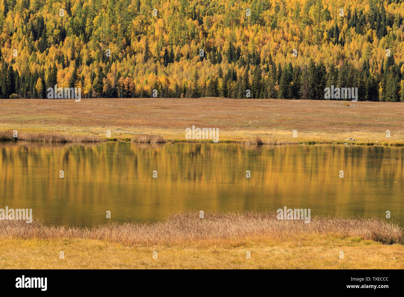 Autumn color of Kanas River, Xinjiang Stock Photo - Alamy
