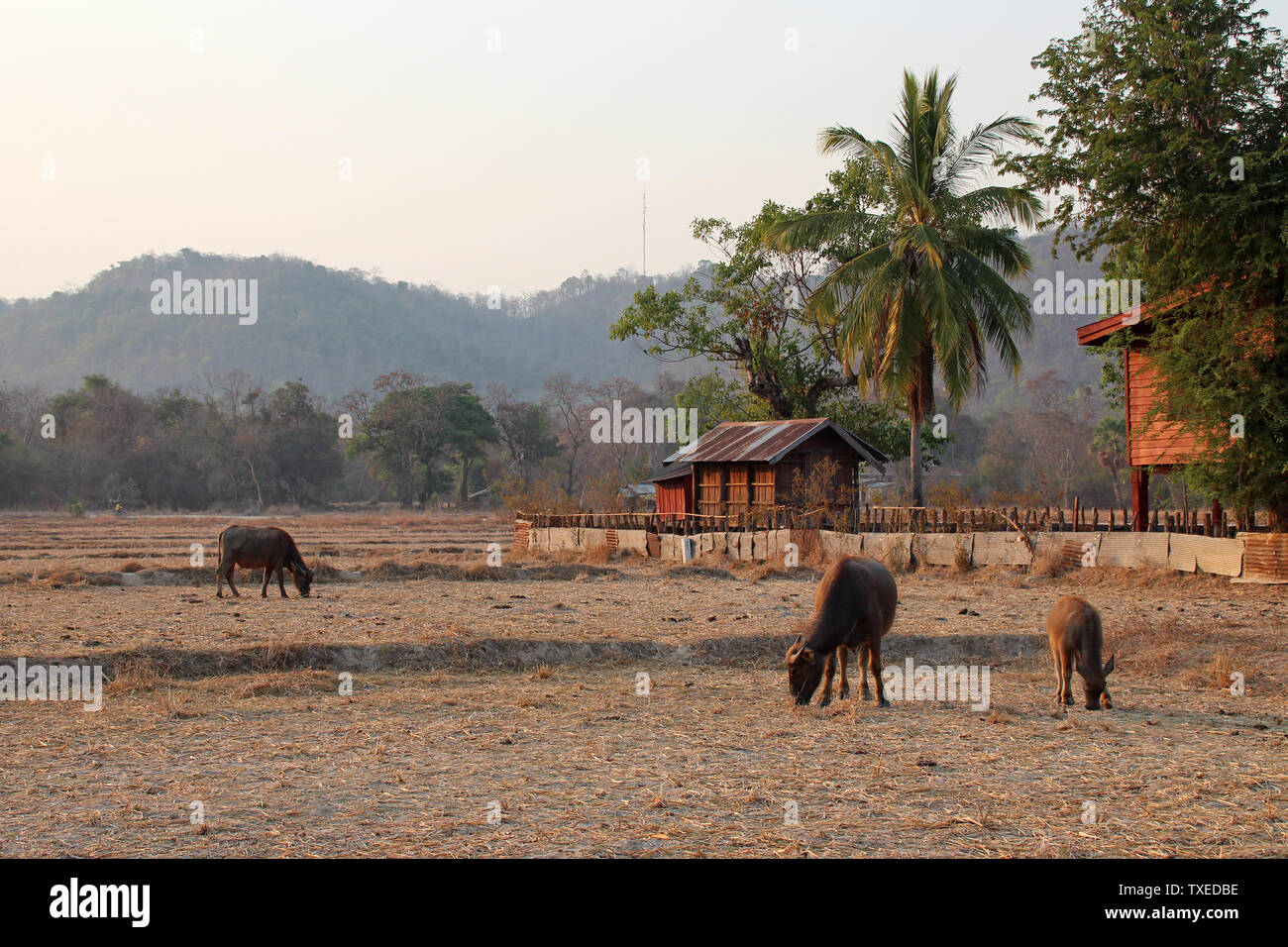 field and cows on khong island (laos Stock Photo - Alamy