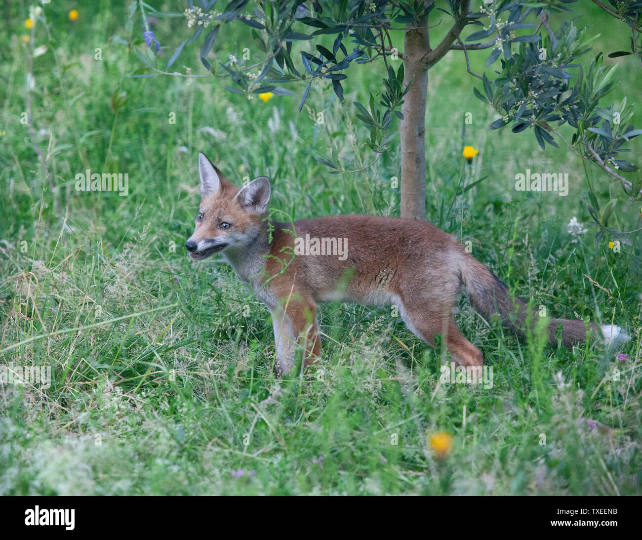 Fox cubs at dusk in a suburban garden in south London Stock Photo - Alamy