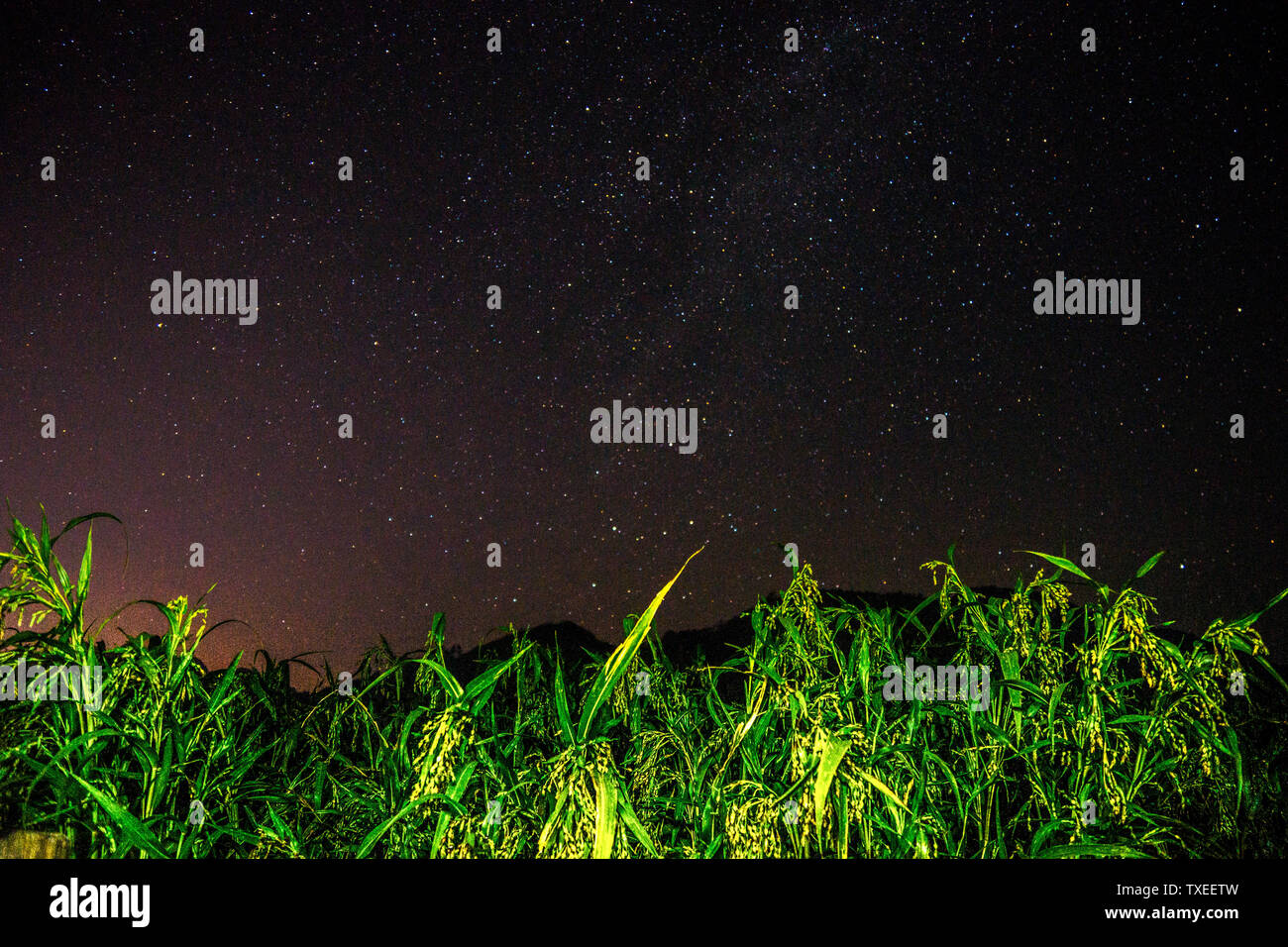 Barley moon hi-res stock photography and images - Alamy