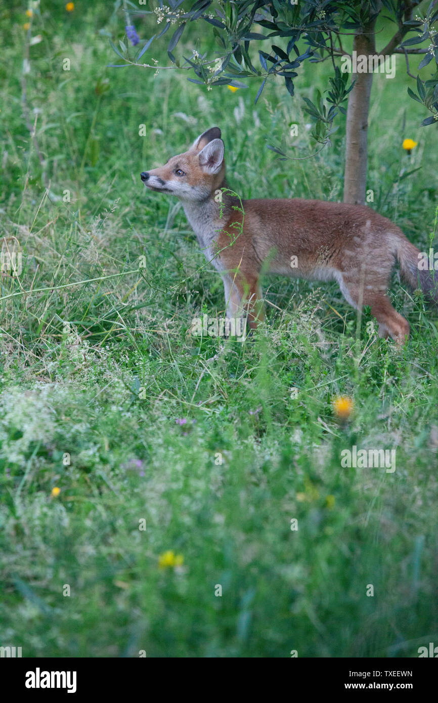 Fox cubs at dusk in a suburban garden in south London Stock Photo - Alamy