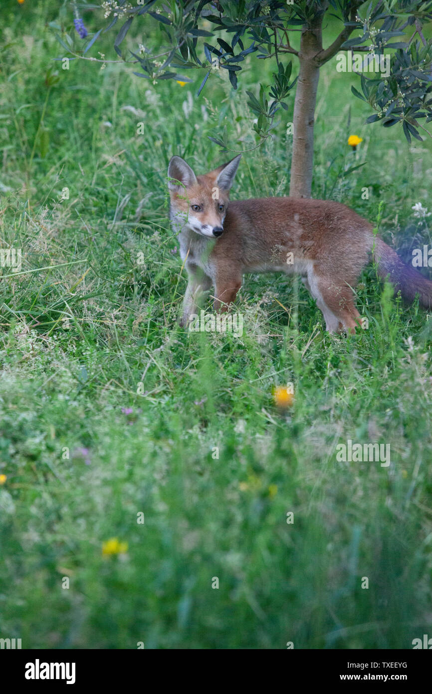 Fox cubs at dusk in a suburban garden in south London Stock Photo - Alamy