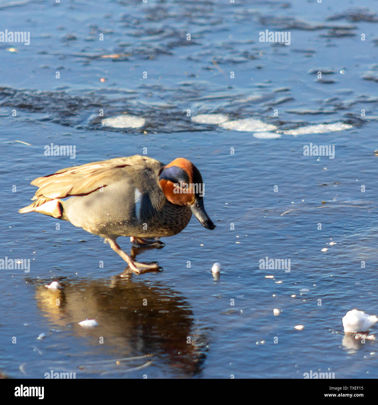 Male Teal Duck