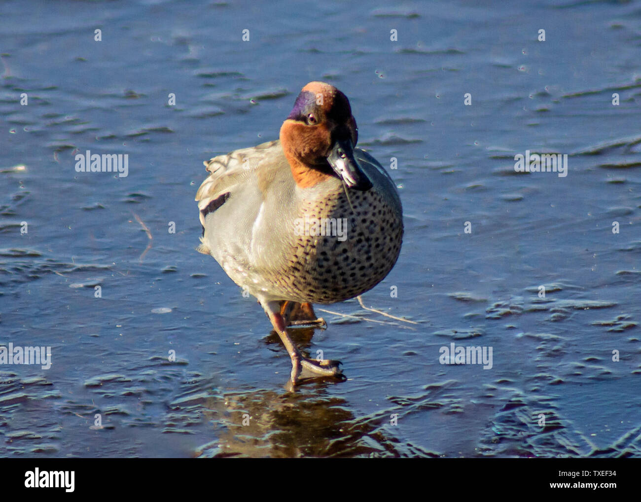 Beautiful green winged teal male duck walking on freshly frozen winter ...