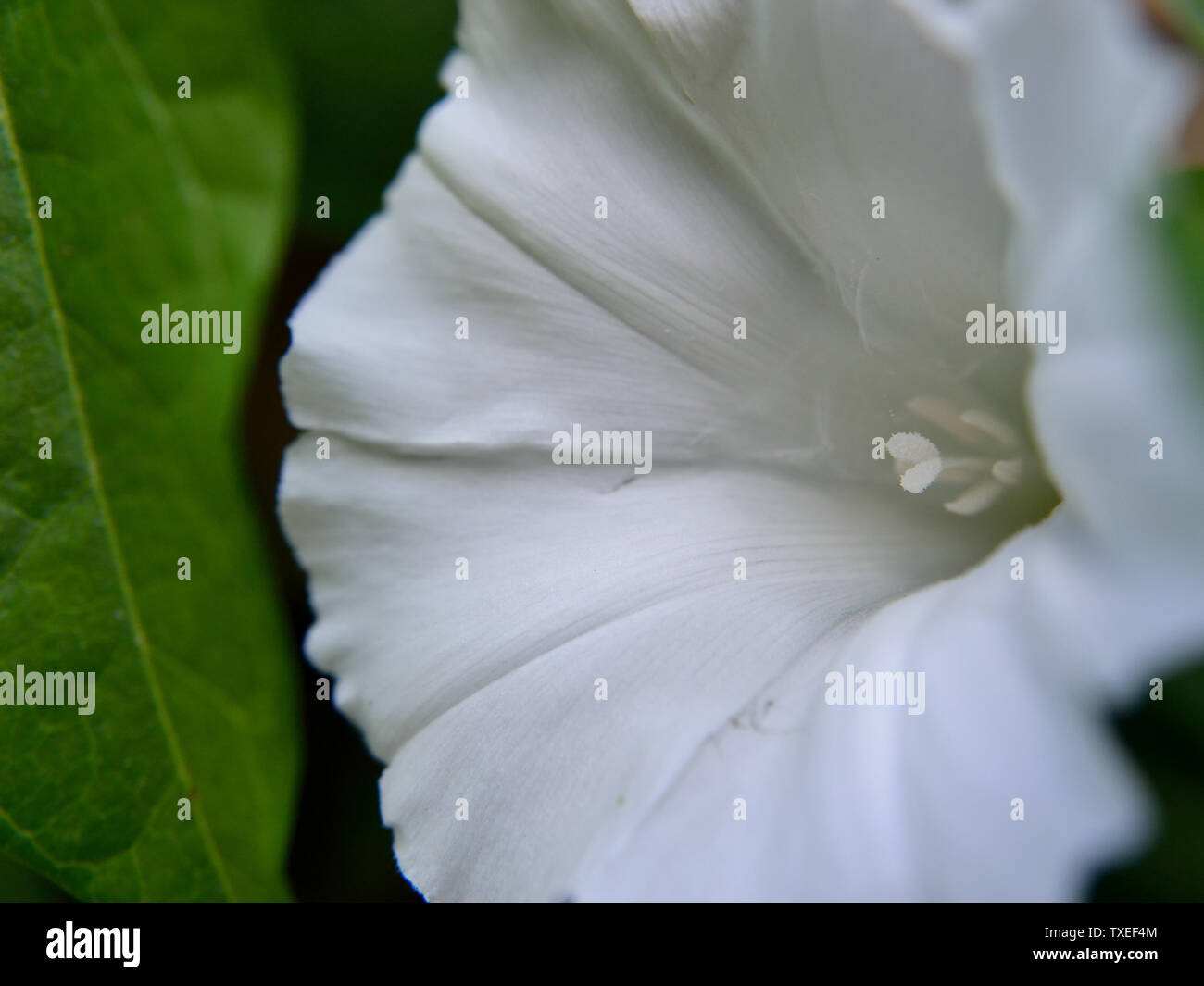 Close up of Convolvulus arvensis Stock Photo - Alamy